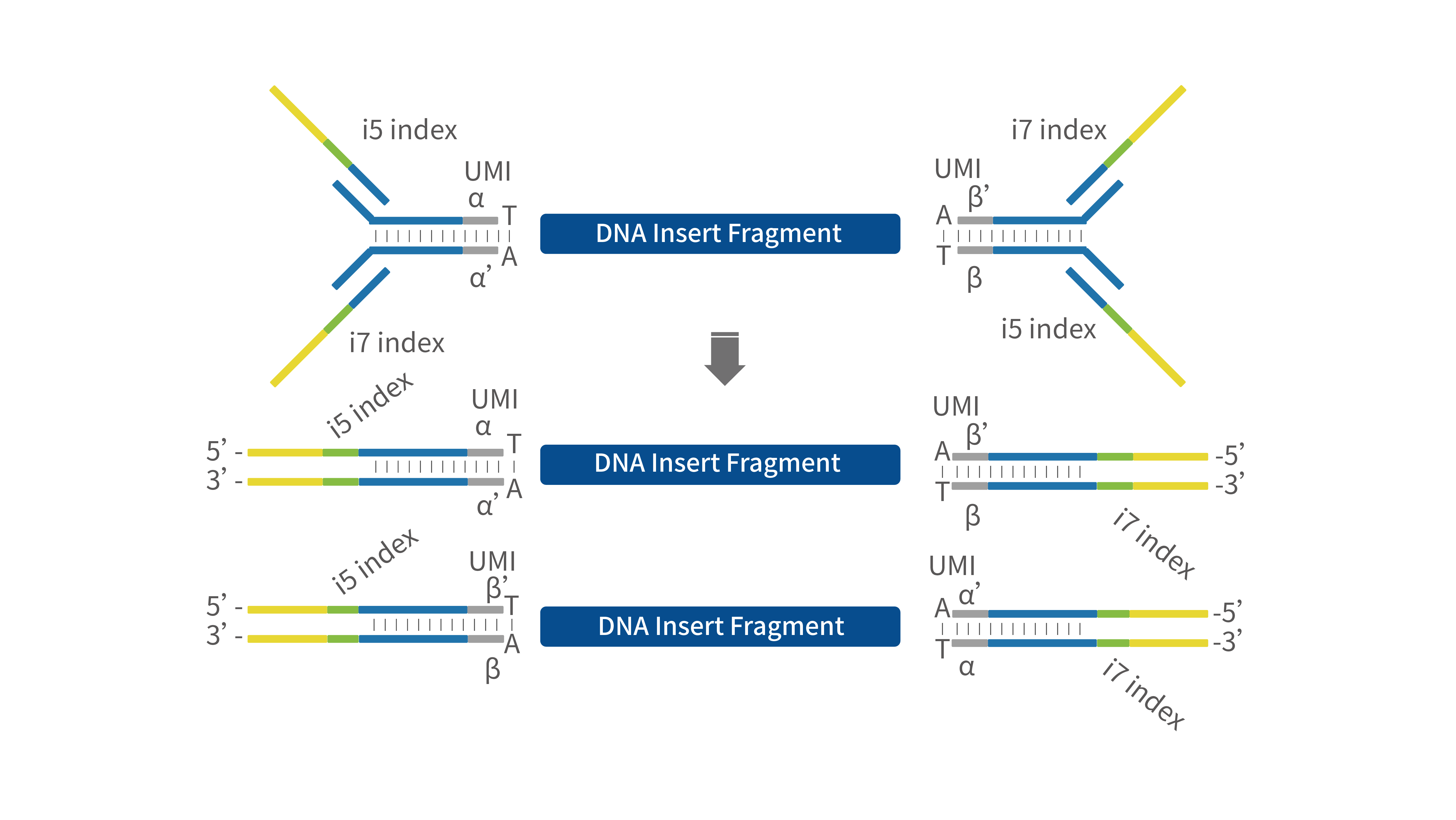 艾吉泰康 | 创新型基因行业引擎